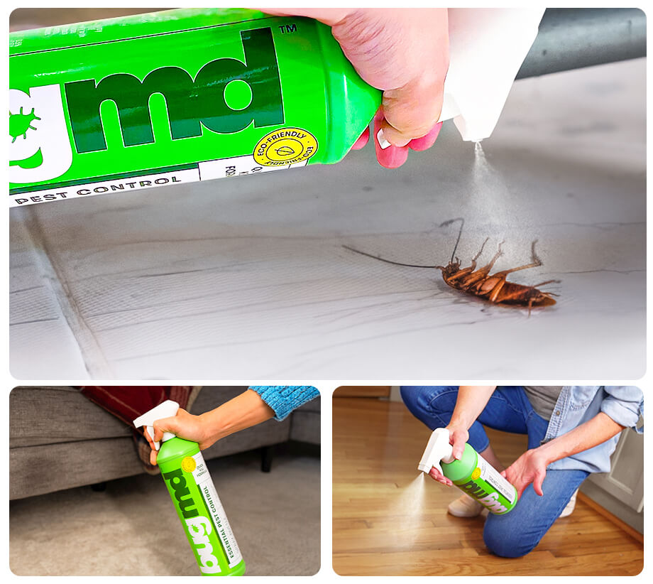 Mom Discovers New Simple Trick to Eliminate Cockroach Infestation ...