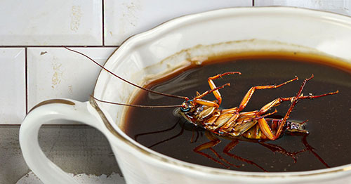 Mom Discovers New Simple Trick to Eliminate Cockroach Infestation ...